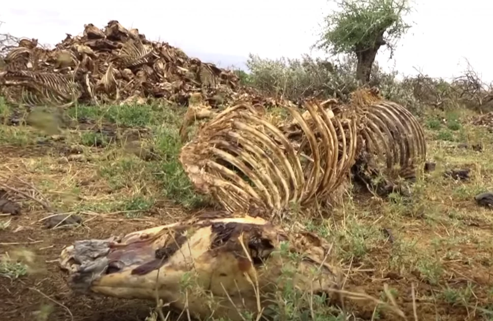 Exposed: How donkeys are secretly slaughtered, sold around Nairobi ...