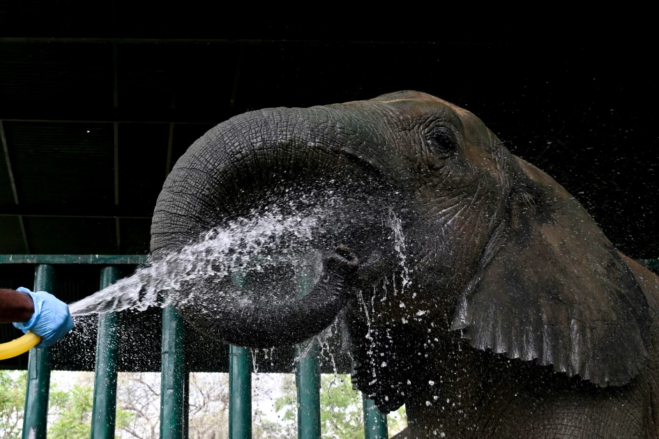 Jumbo task: 400 pills a day for elephants with TB in Pakistan