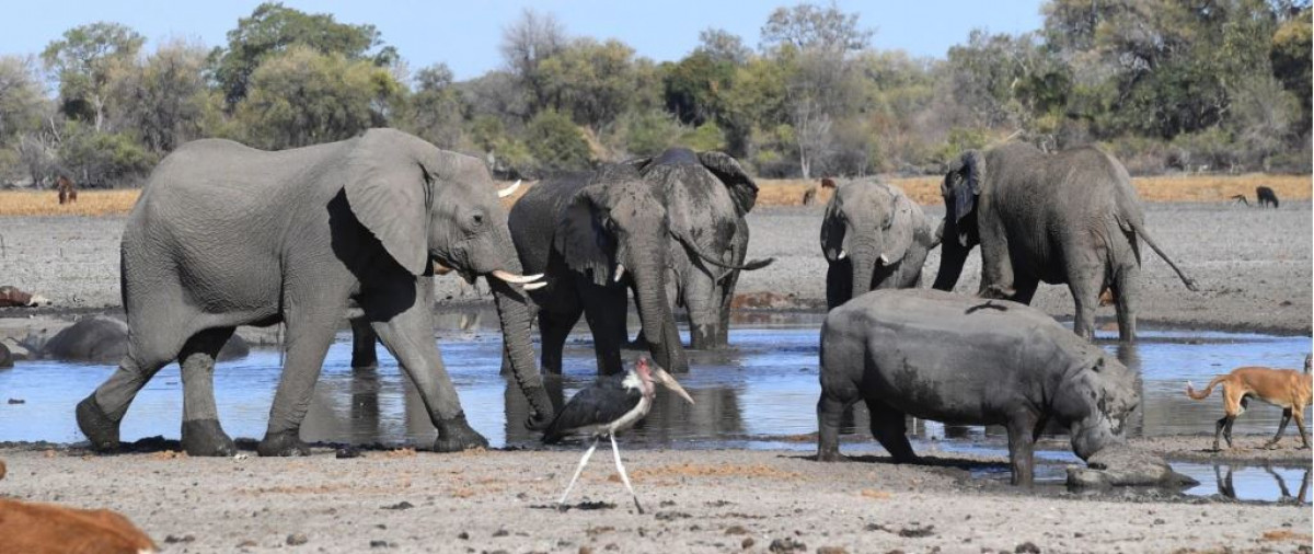 Botswana Earns Ksh.303 million from Elephant Hunting